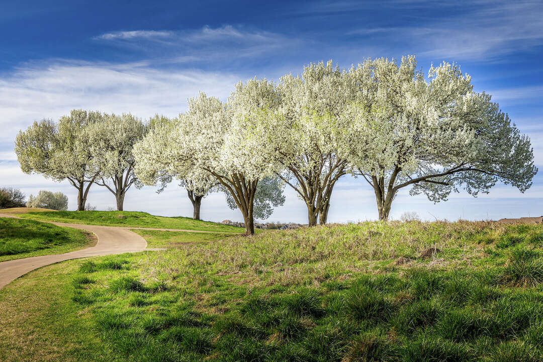 The beautiful but banned: Invasive Bradford pear tree crackdown