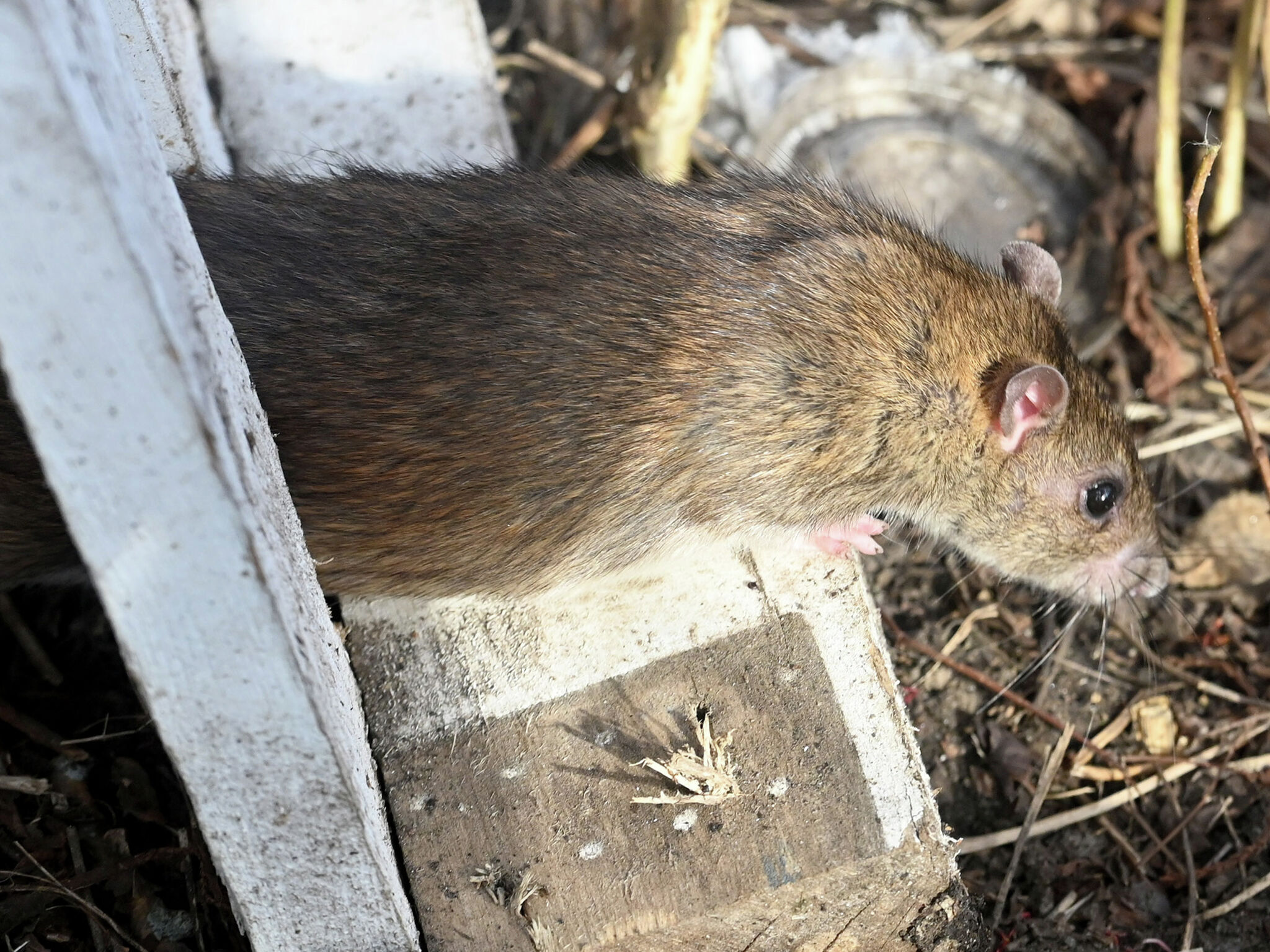 Fairfield to pilot rodent birth control program to curb population