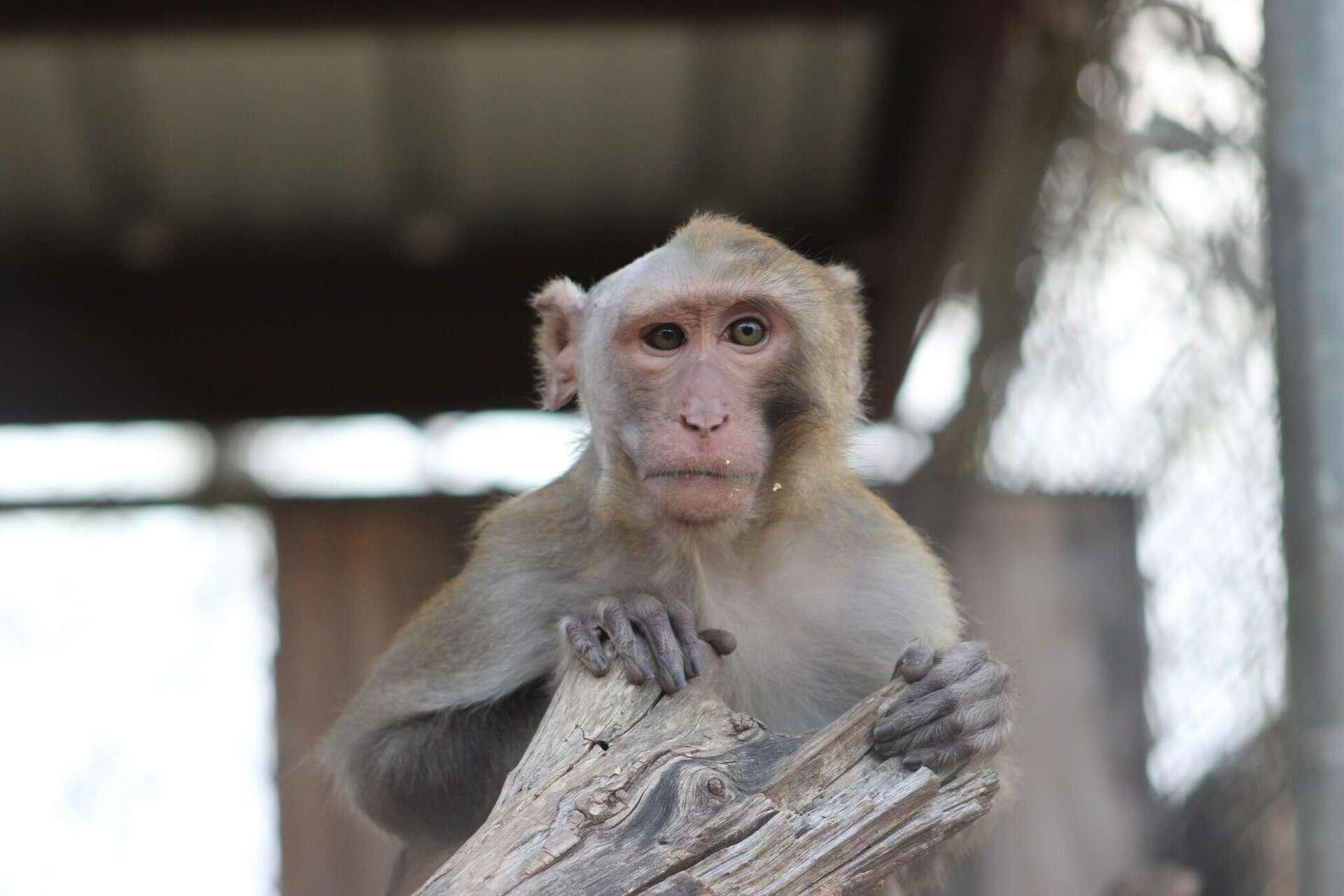 Laredo monkey thriving after getting struck by a car