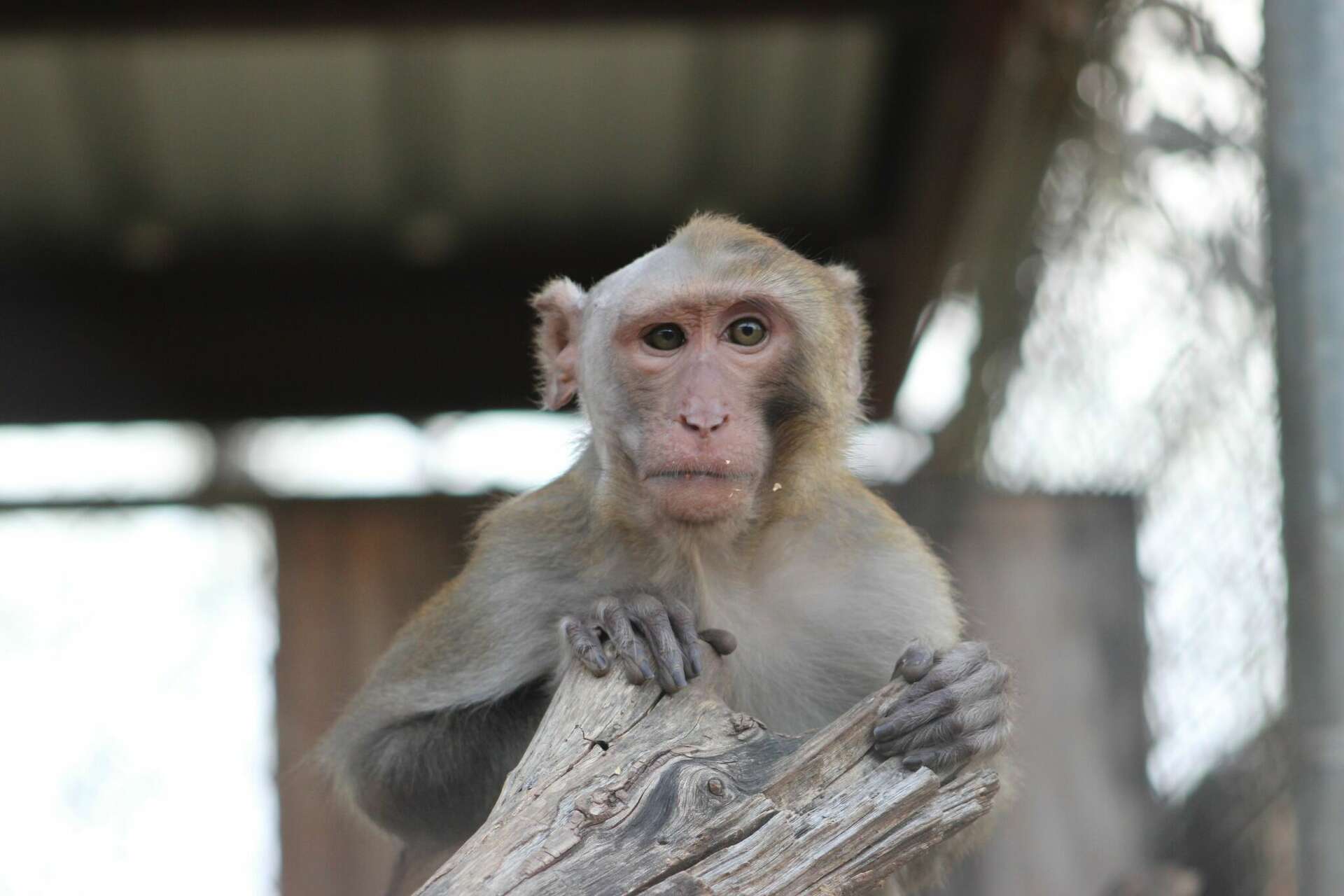 Laredo monkey thriving after getting struck by a car