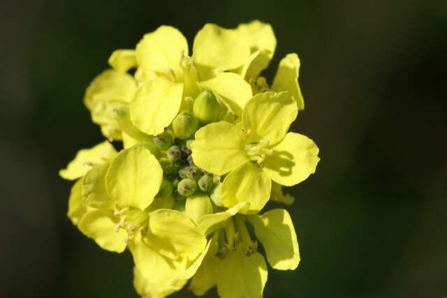 Meet Texas bluebonnets' hungry enemy: 'bastard cabbage'