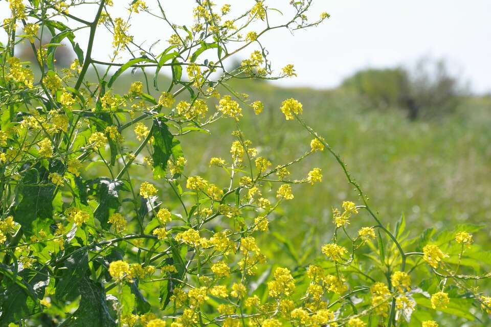 Meet Texas bluebonnets' hungry enemy: 'bastard cabbage'