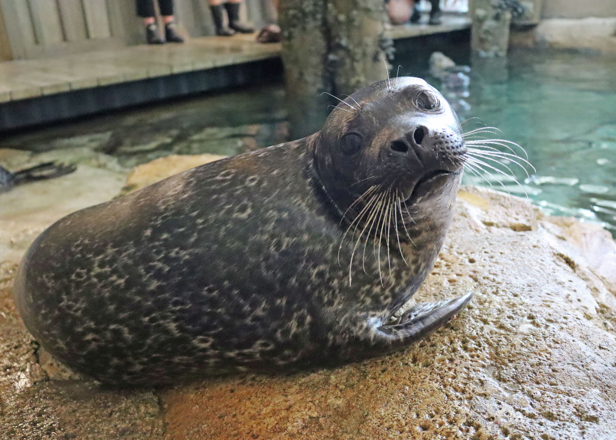 Maritime Aquarium to host Seal-a-bration for seal pup's first birthday