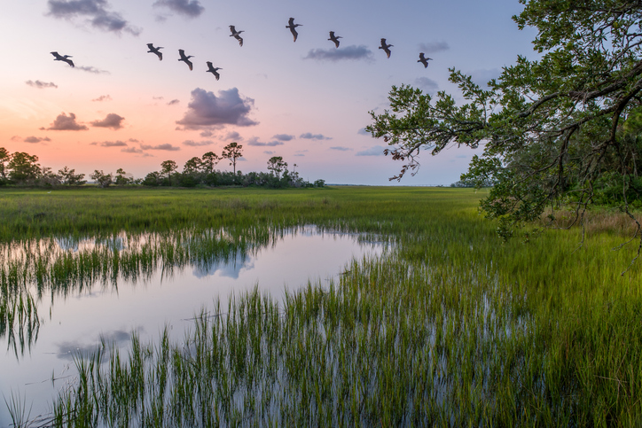 Action to save remaining Illinois wetlands gains steam