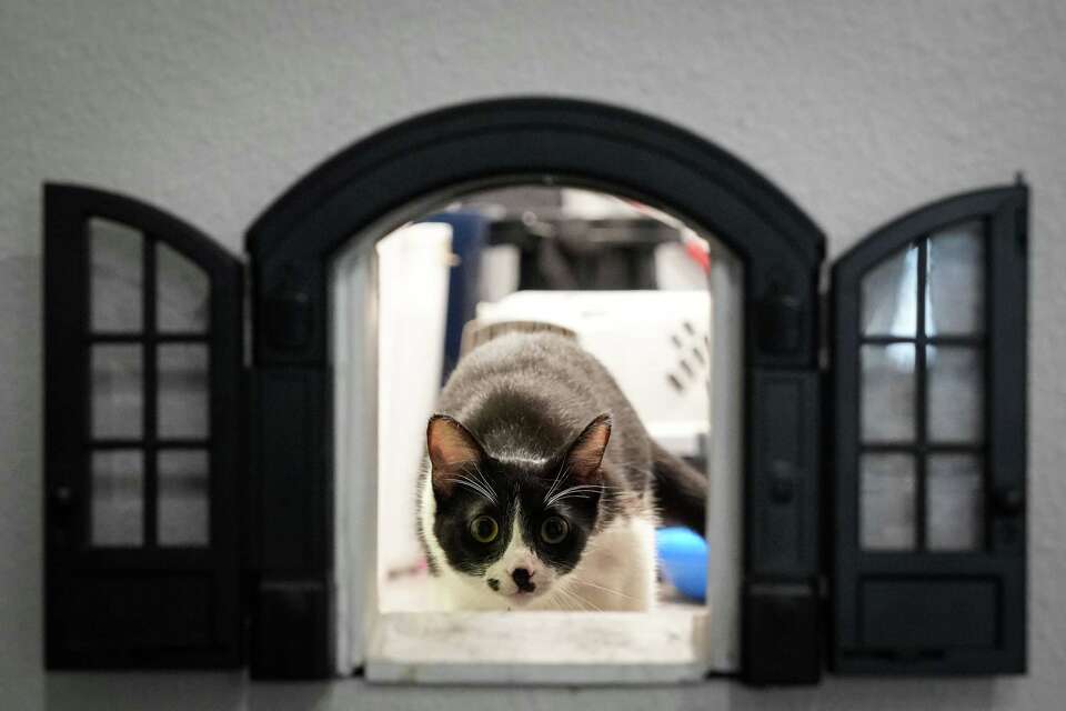 Katy Asian Town's new cat lounge helps rescues find homes