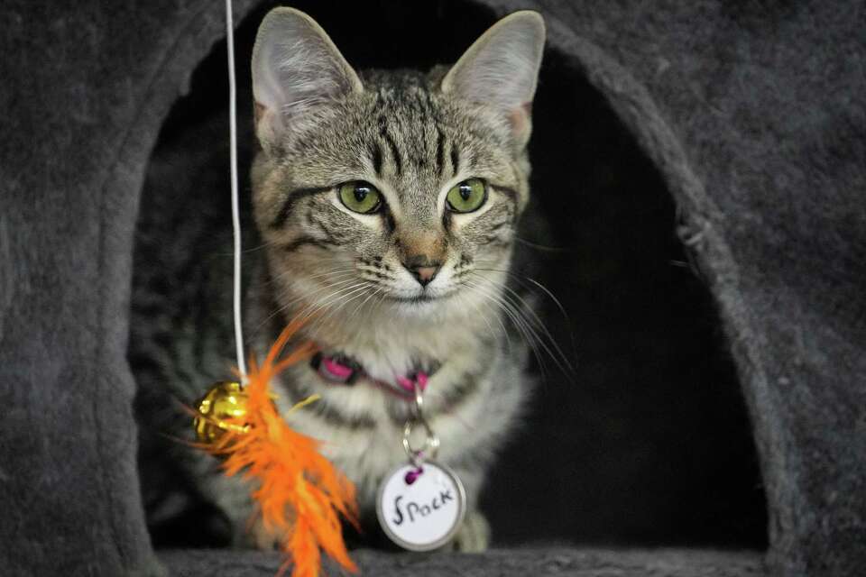 Katy Asian Town's new cat lounge helps rescues find homes