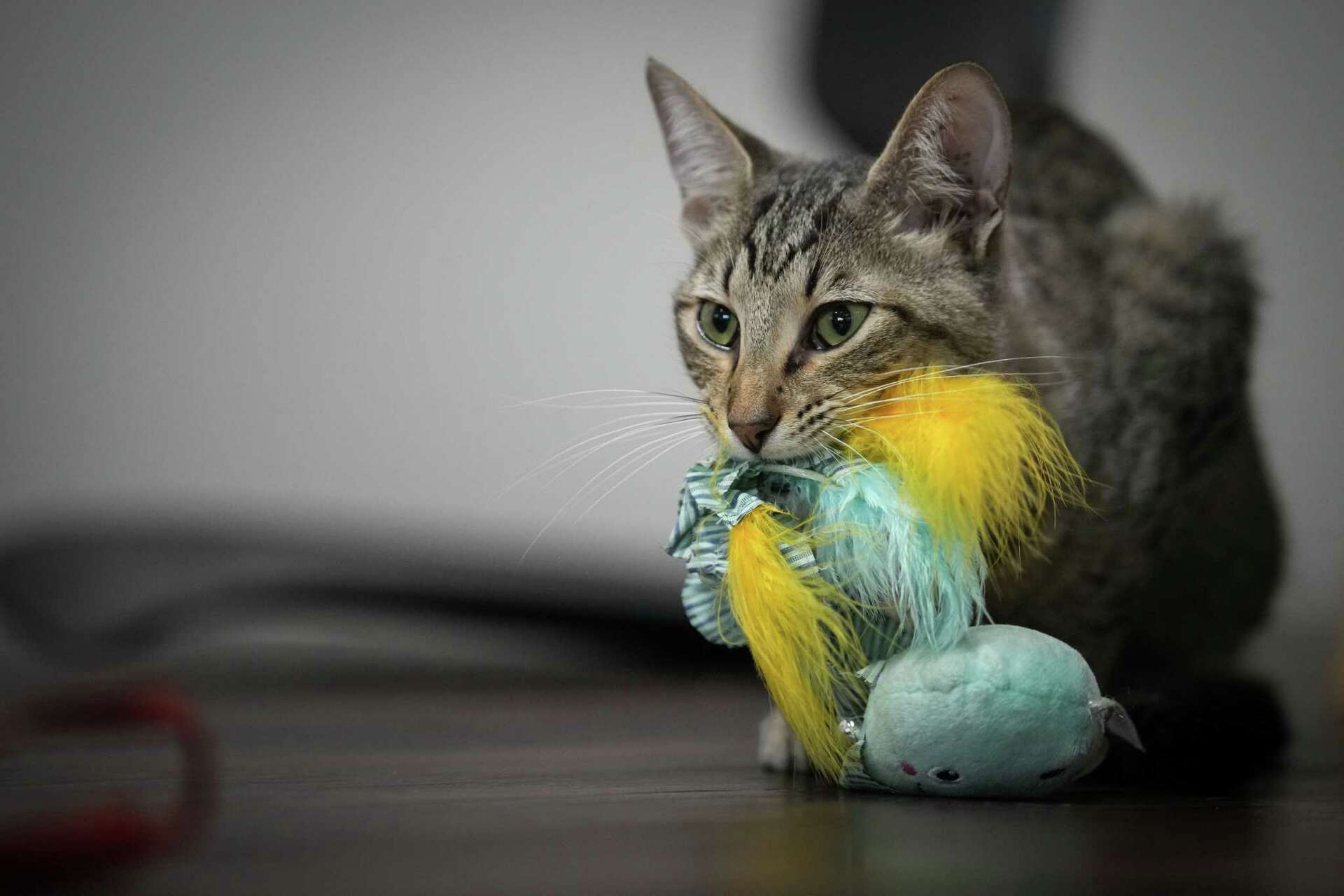 Katy Asian Town's new cat lounge helps rescues find homes