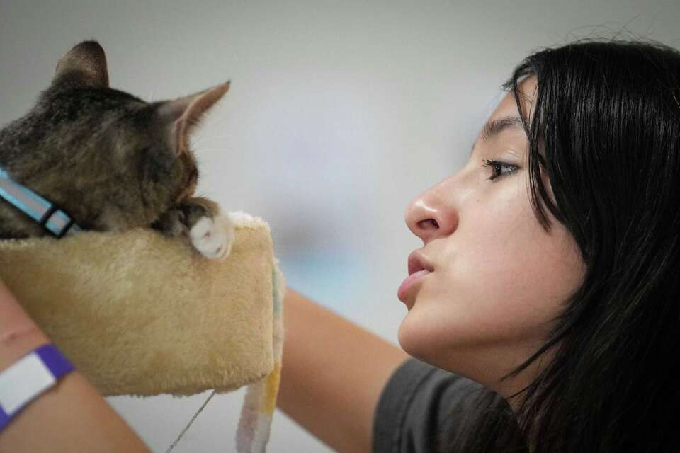 Katy Asian Town's new cat lounge helps rescues find homes