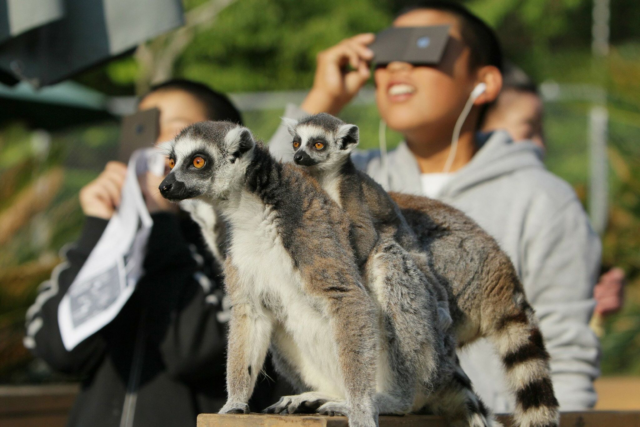 Texas zoos want you to study animals during the eclipse