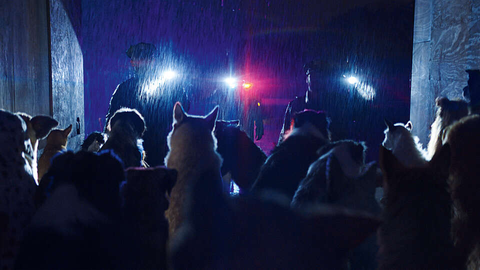 Caleb Landry Jones plays a tortured man with an uncanny feel for dogs