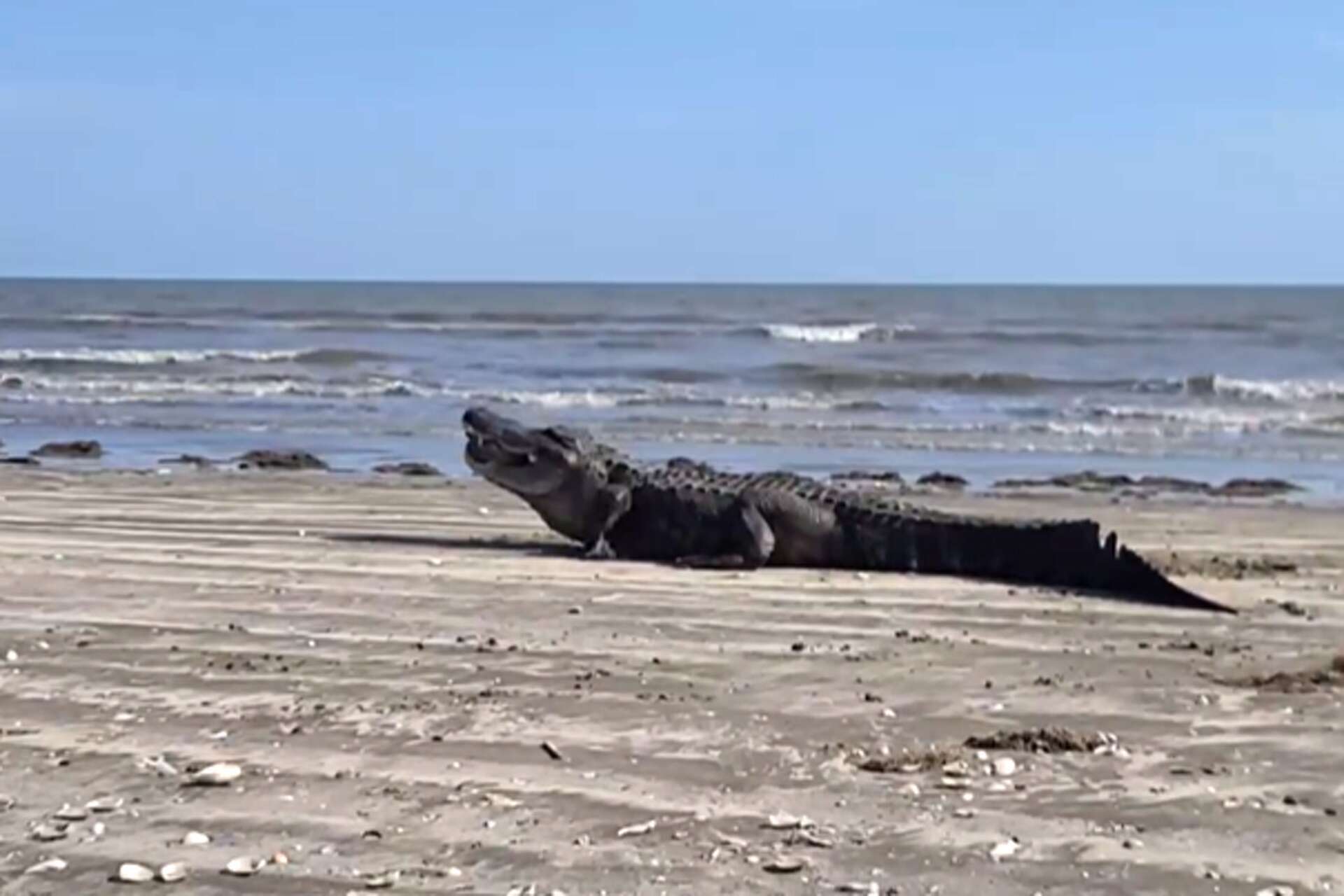 Gigantic alligator seen sunning at Texas beach