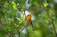 Neotropical songbirds face tough migration to Texas coast
