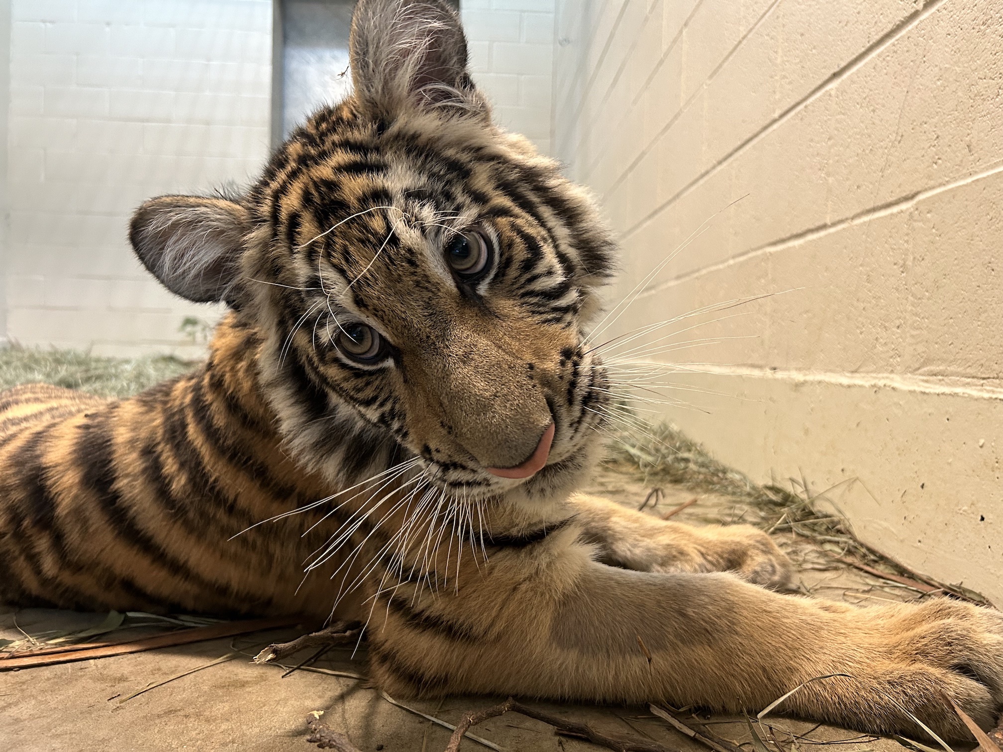 Injured tiger cub rescued by Oakland Zoo ready for move to sanctuary