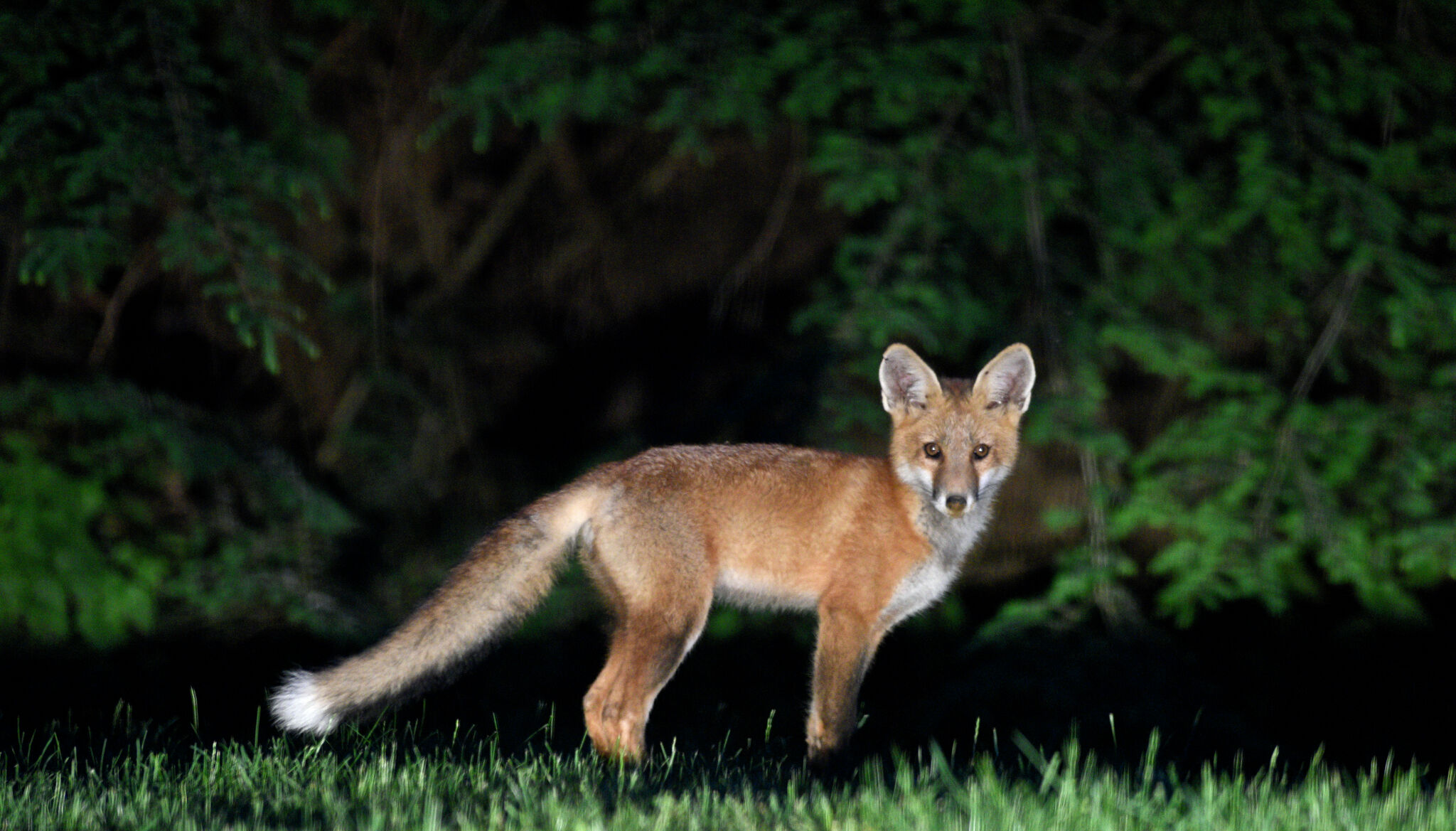 Police kill fox with rabies in Putnam that went after man, dog