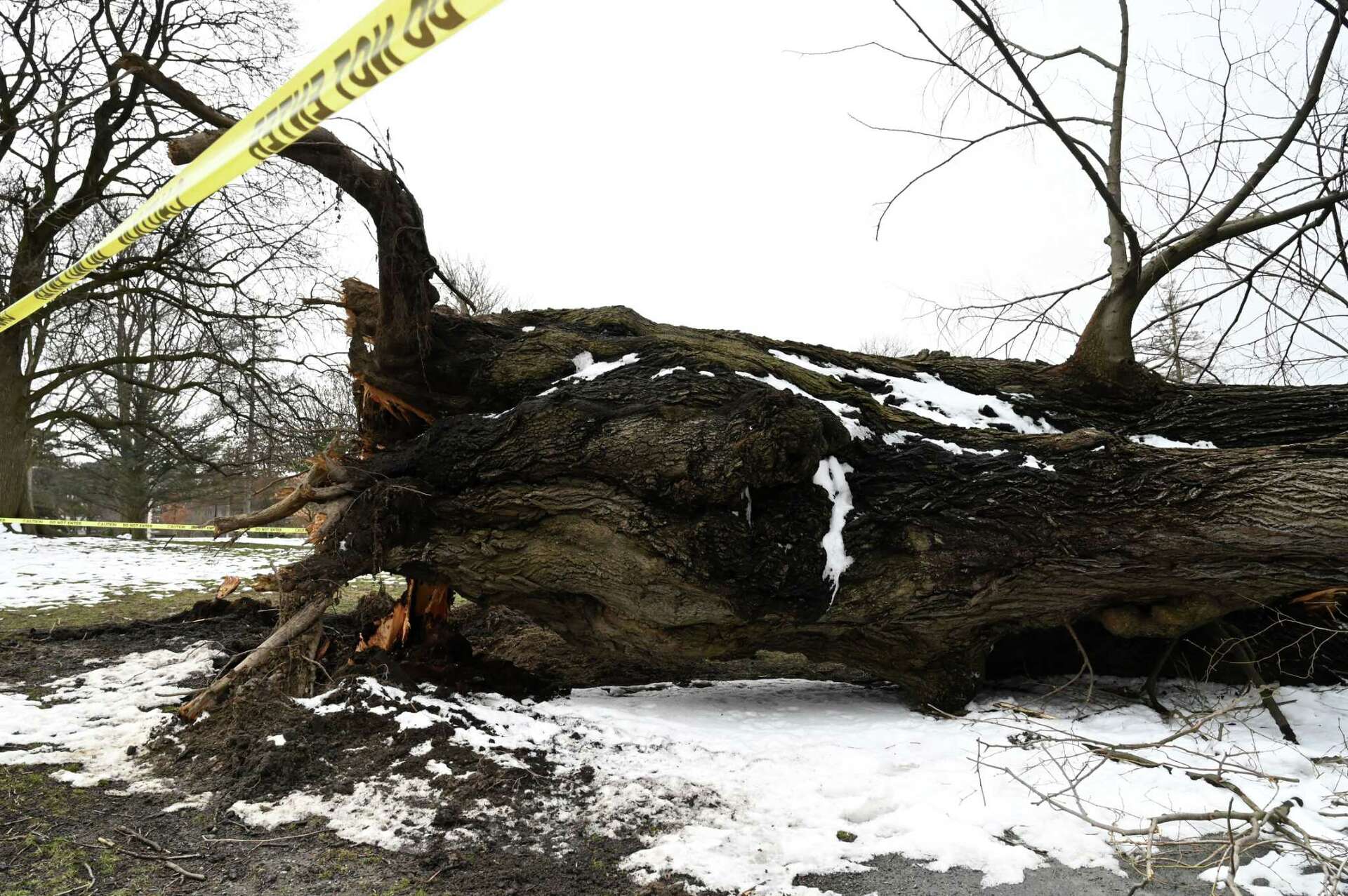 Storm knocks down last original Linden tree in Washington Park