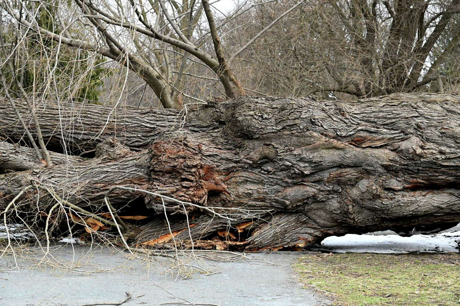 Storm knocks down last original Linden tree in Washington Park