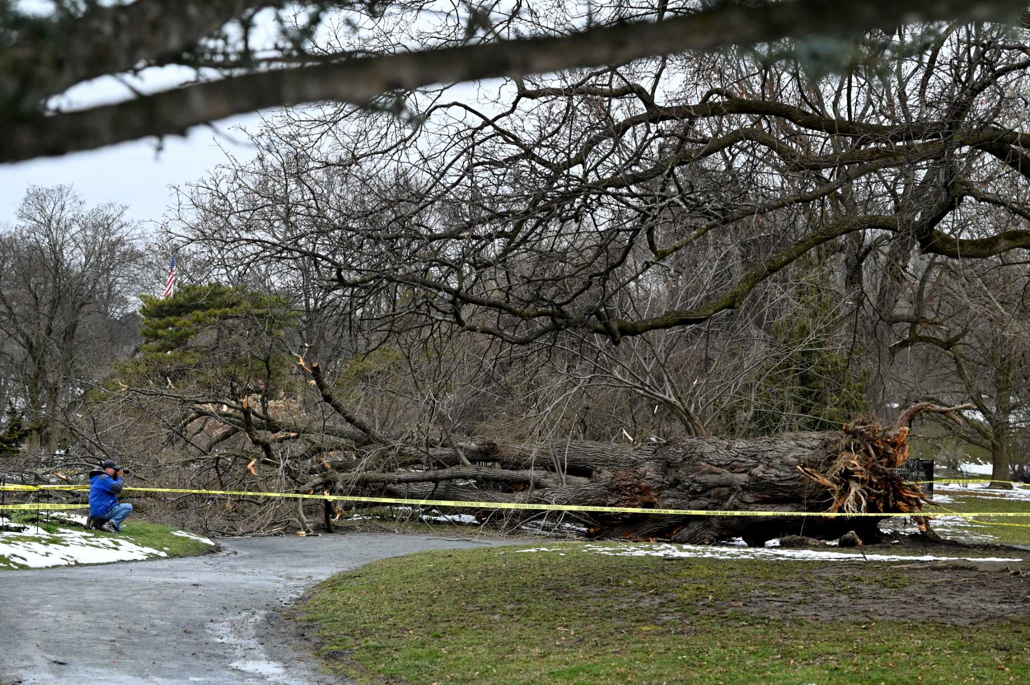 Storm knocks down last original Linden tree in Washington Park