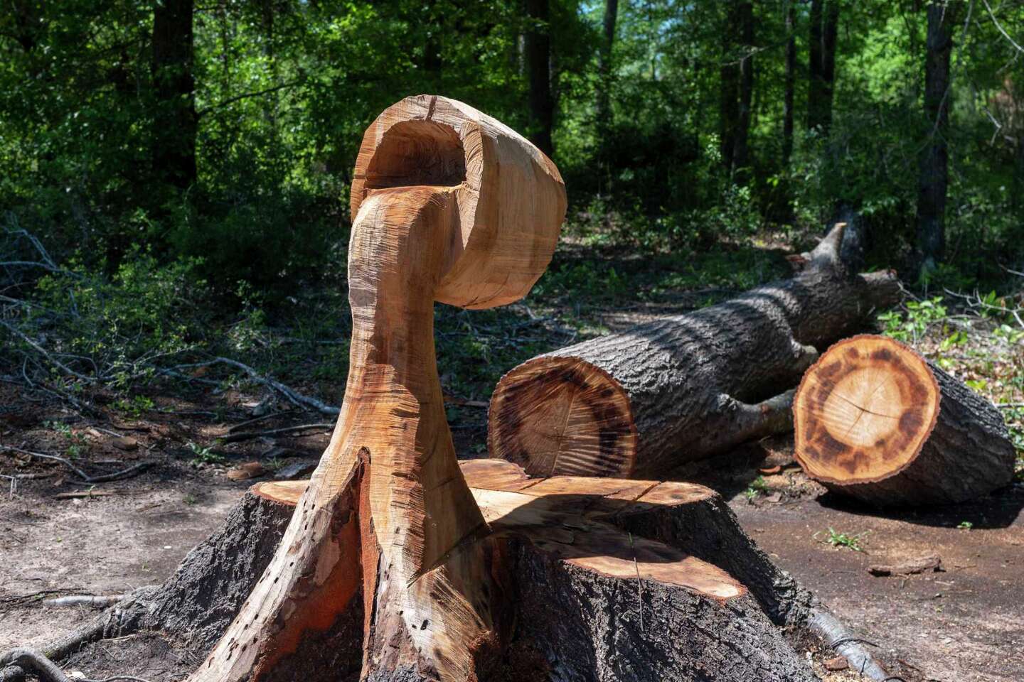 Memorial Park staffer creates wood carvings out of trees