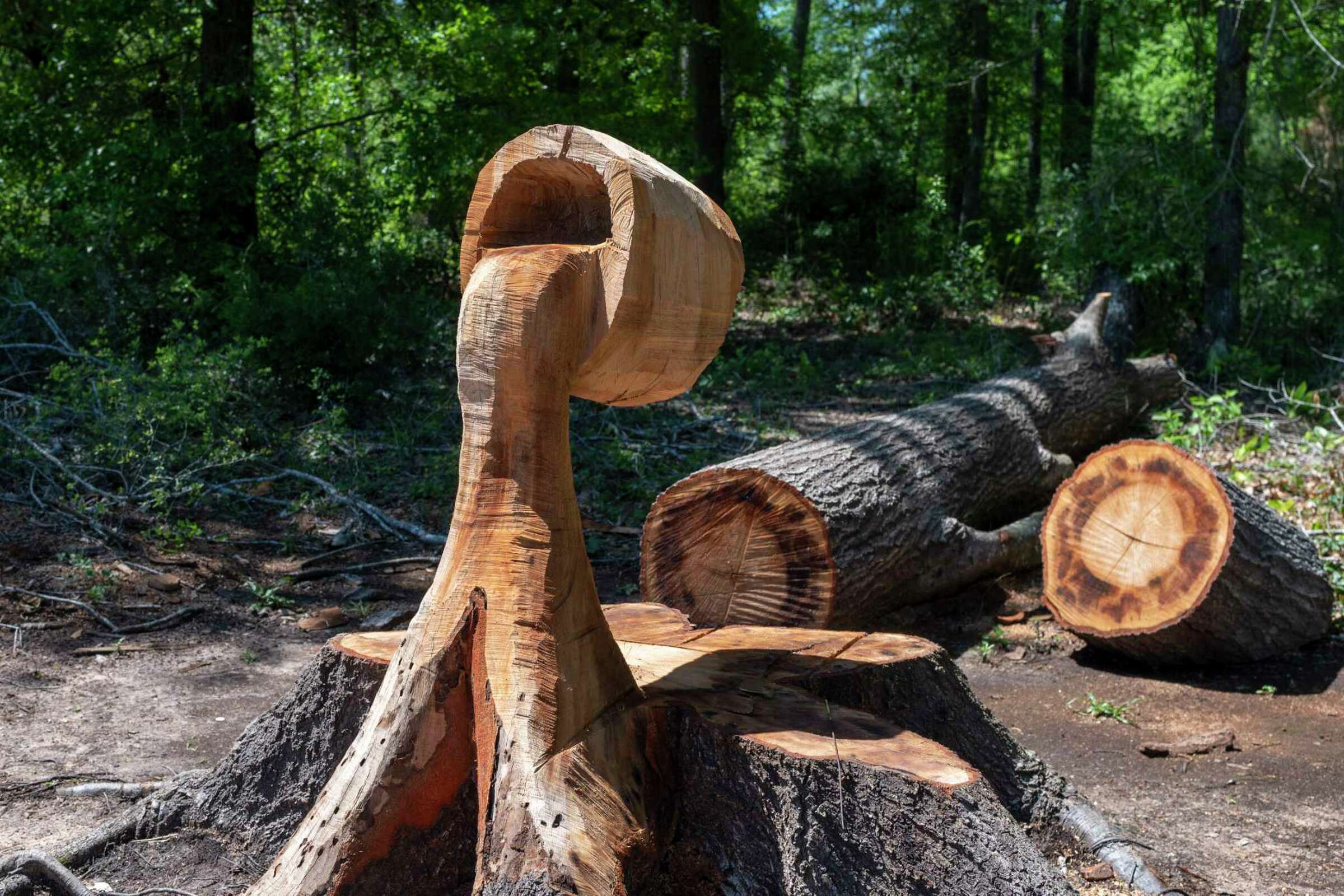 Memorial Park staffer creates wood carvings out of trees