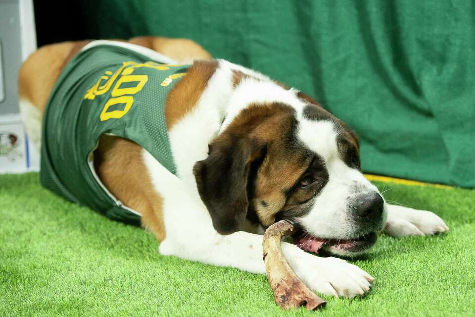 Pedguins, River Rats, Wombats: The Capital Region's colorful mascots