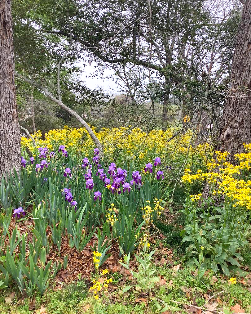 Iris and deer share long life in Camp Creek