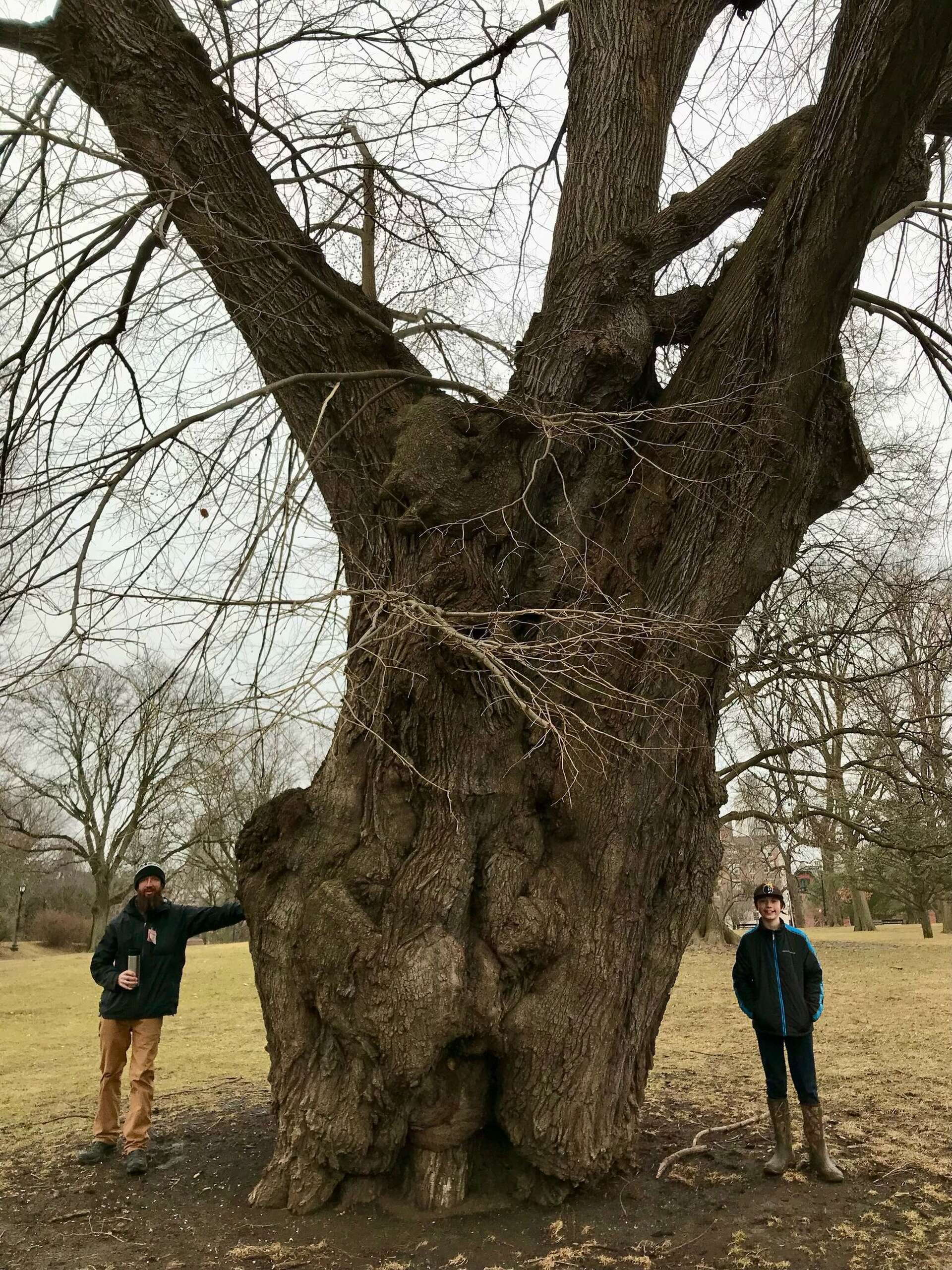 Storm knocks down last original Linden tree in Washington Park