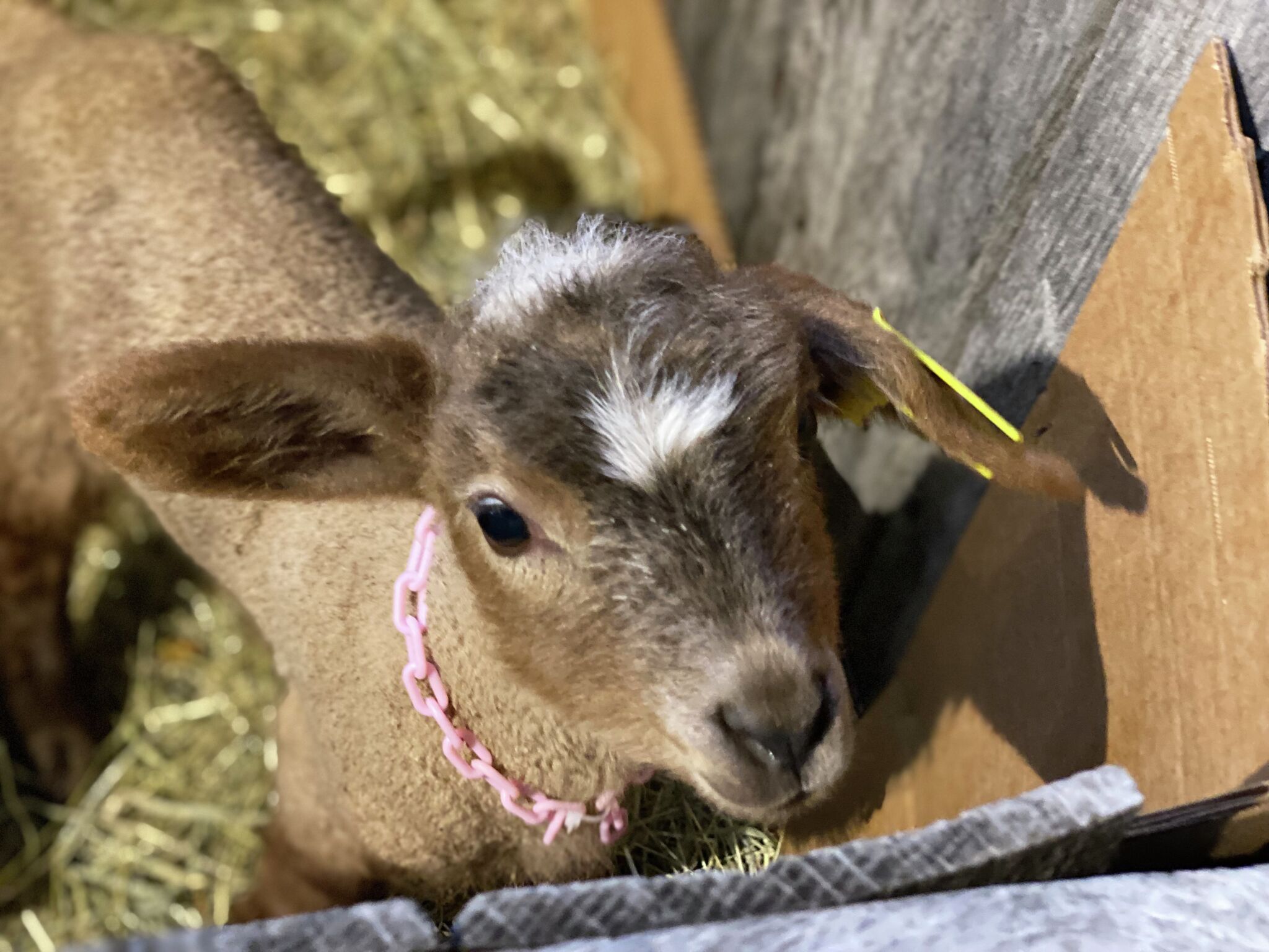 Video: Baby Animal Days begins at Indian Ladder Farms