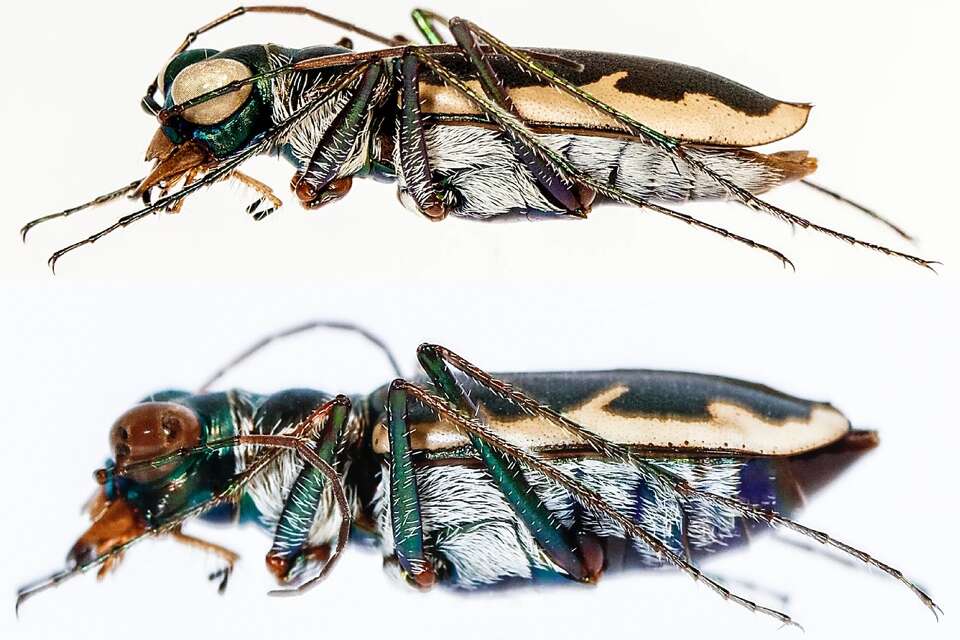 Rice University researchers discover a new bug in Houston