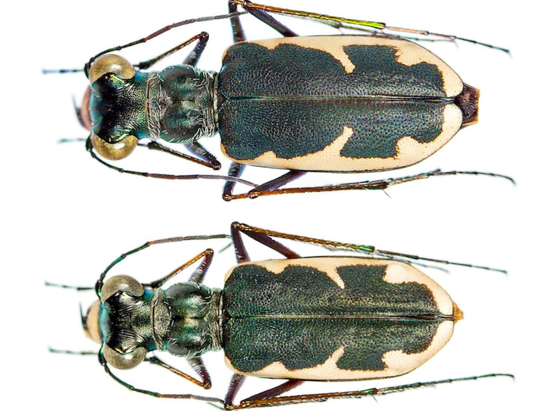 New tiger beetle detected by a Rice University research team