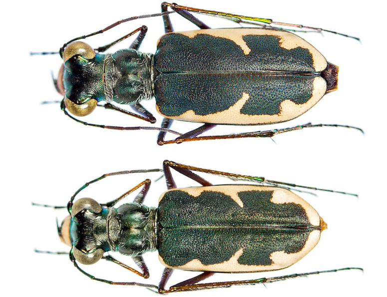 New tiger beetle detected by a Rice University research team