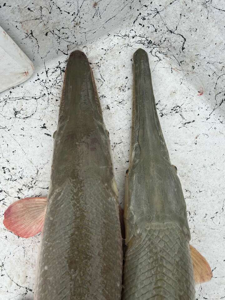 Student makes super rare hybrid gar catch in Texas
