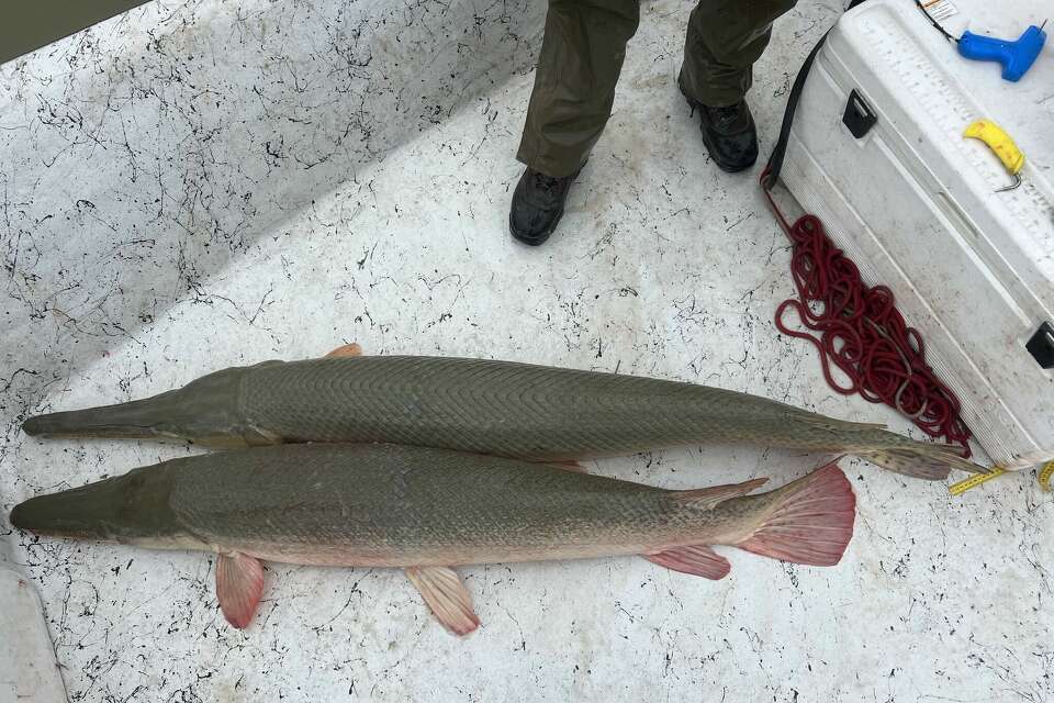 Student makes super rare hybrid gar catch in Texas