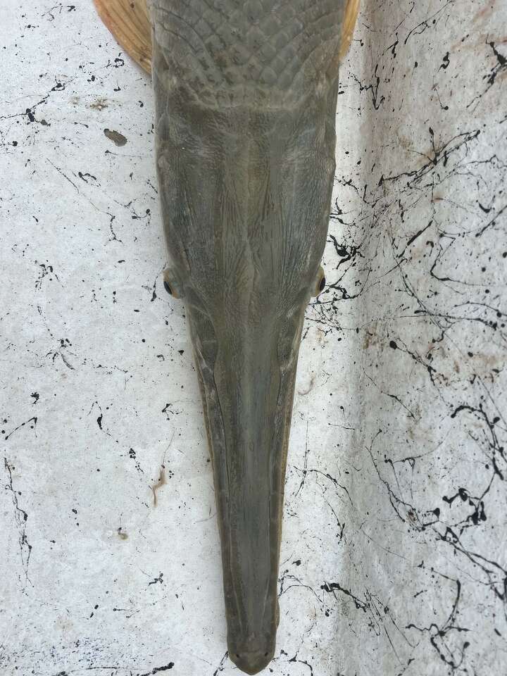 Student makes super rare hybrid gar catch in Texas