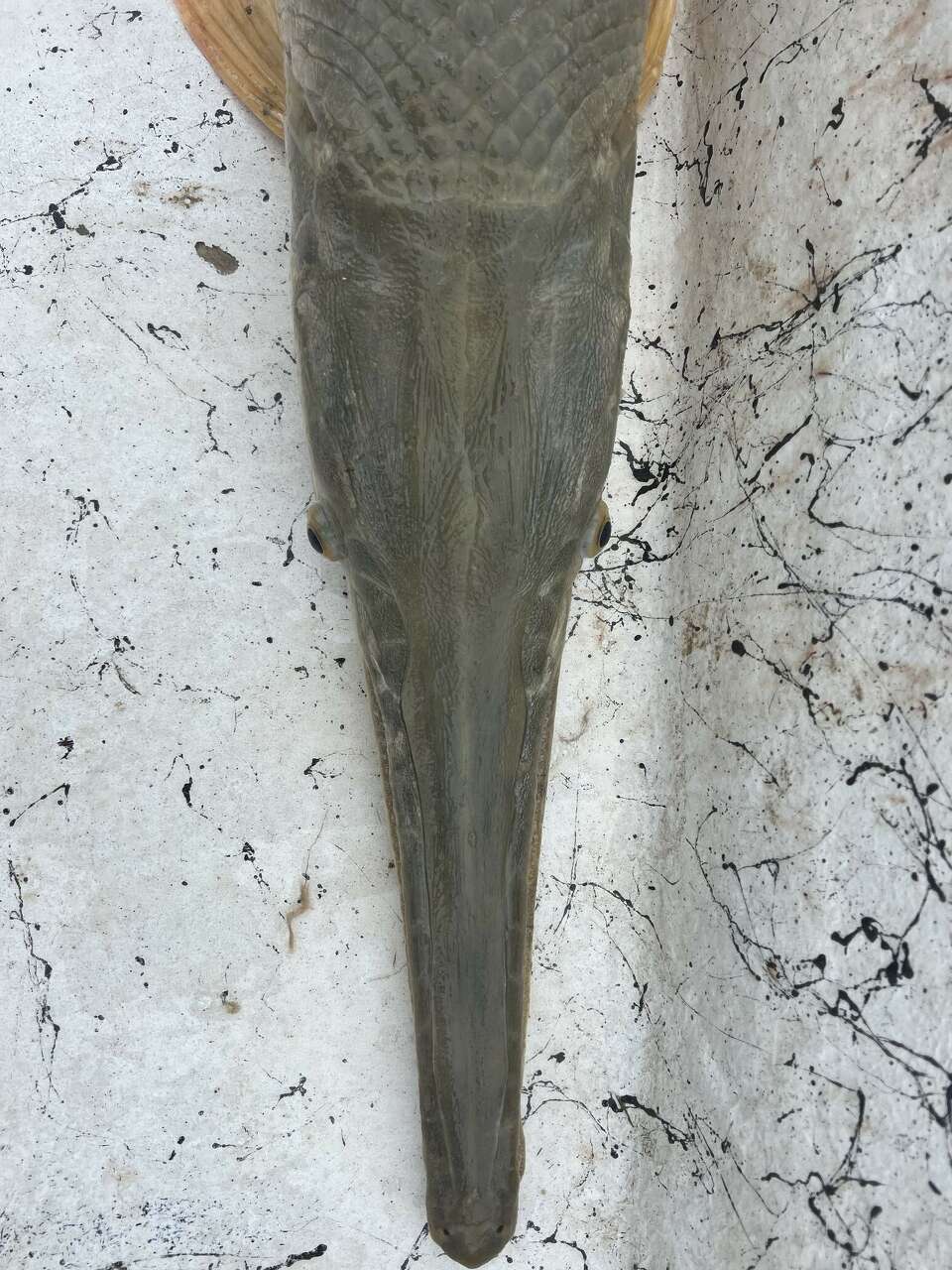 Student makes super rare hybrid gar catch in Texas