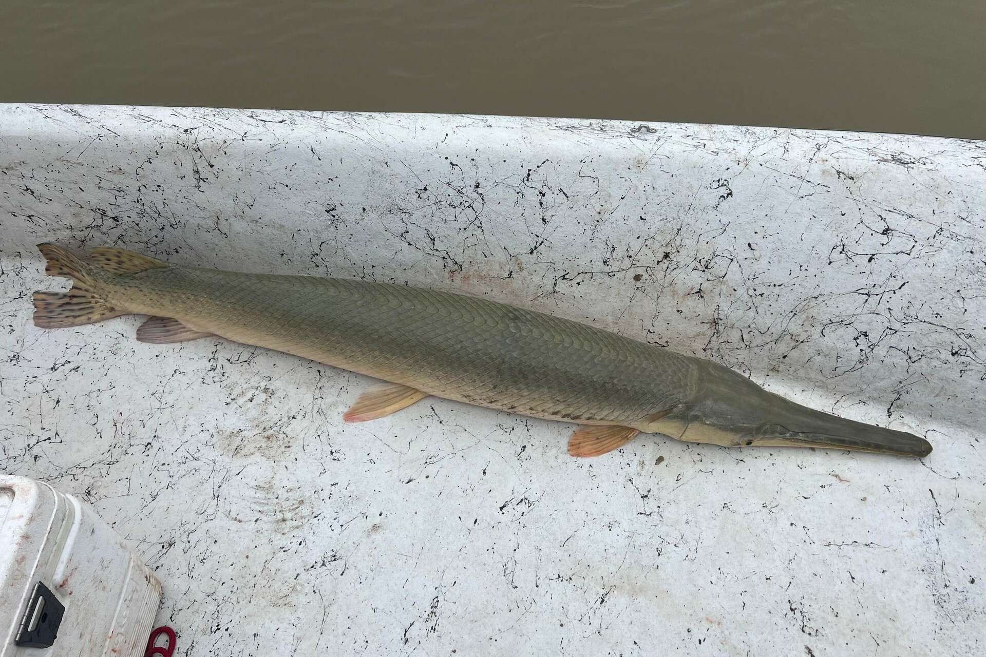 Student makes super rare hybrid gar catch in Texas