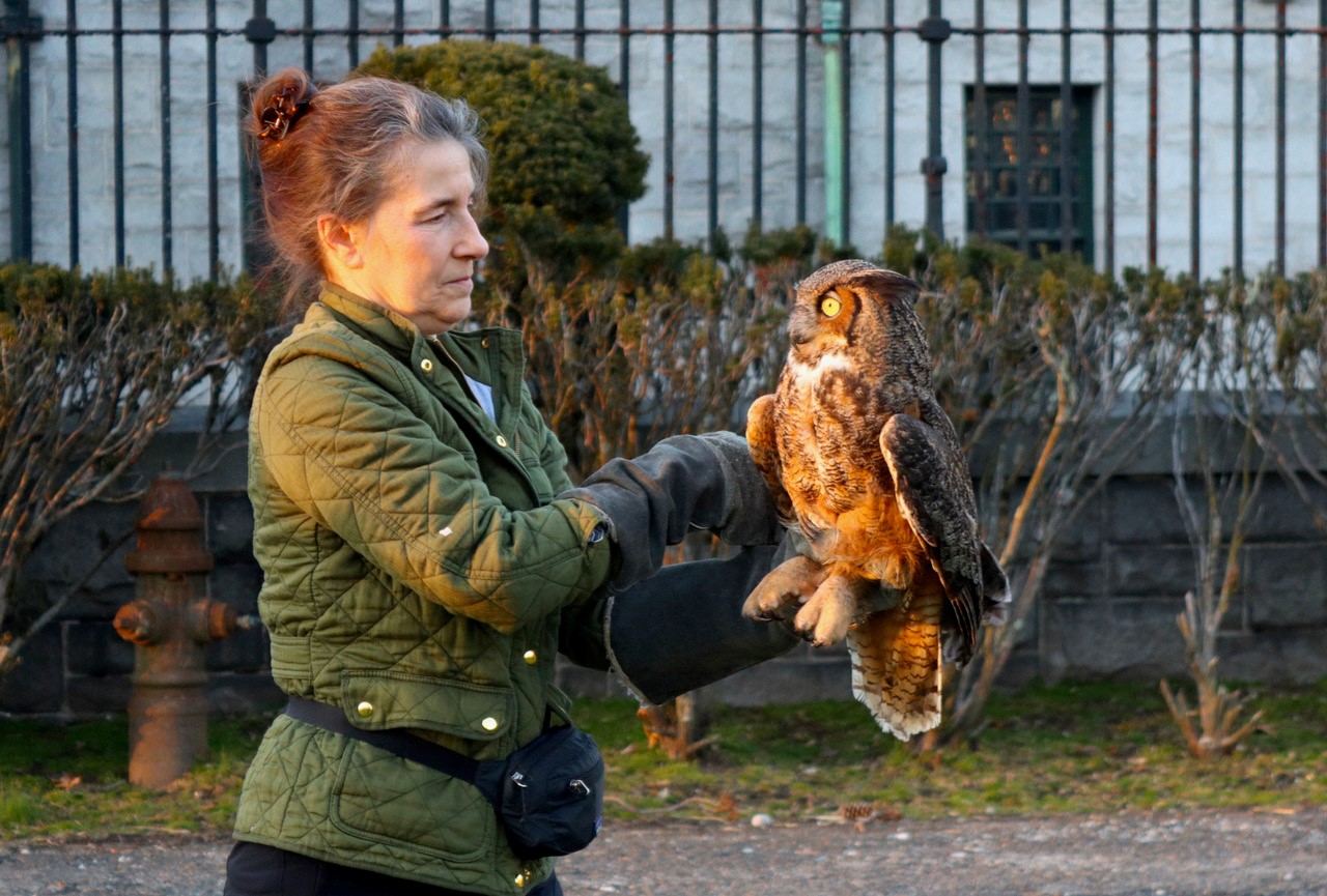 Darien town employees rescued injured great horned owl on Great Island