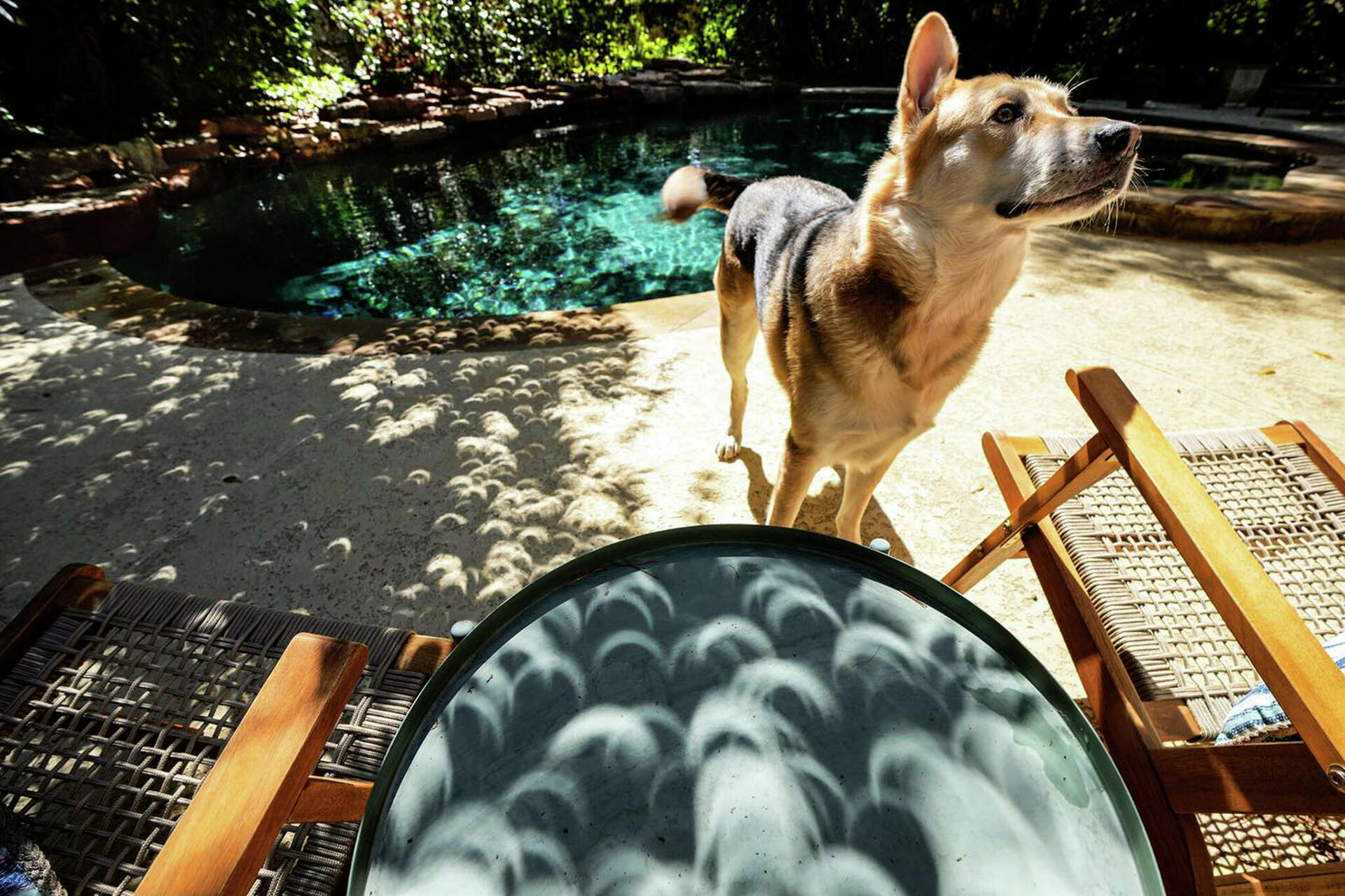 Solar eclipse leaves: How to see crescent shadows