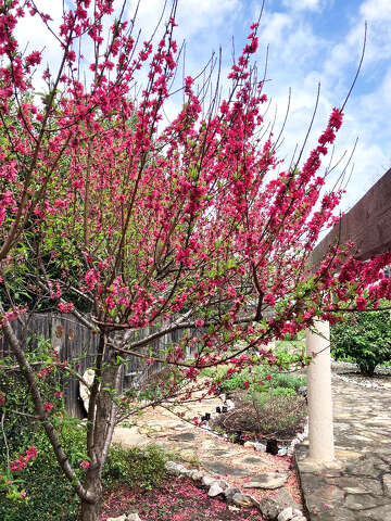 Ornamental peach tree prized for flowers, not fruit