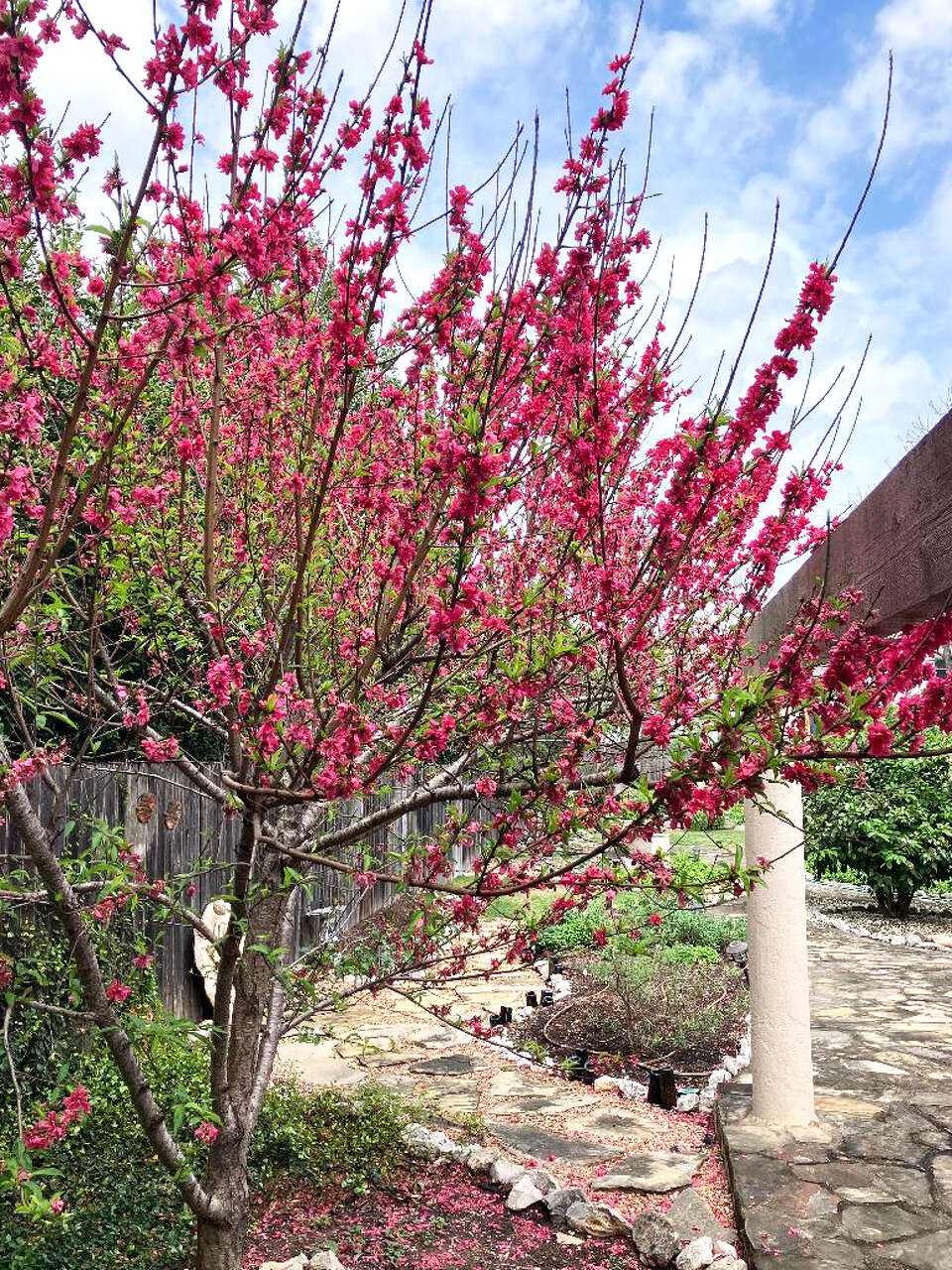 Ornamental peach tree prized for flowers, not fruit