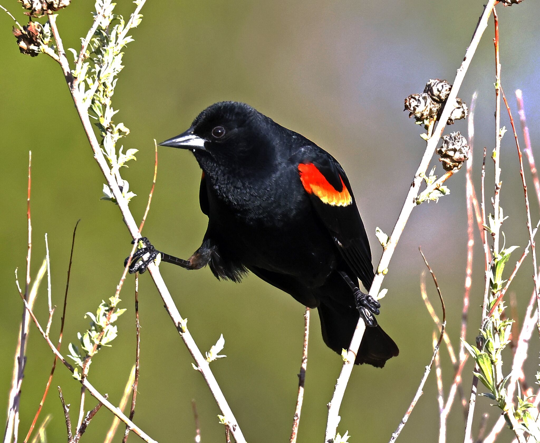 Spring wildlife you can spot in northern Michigan