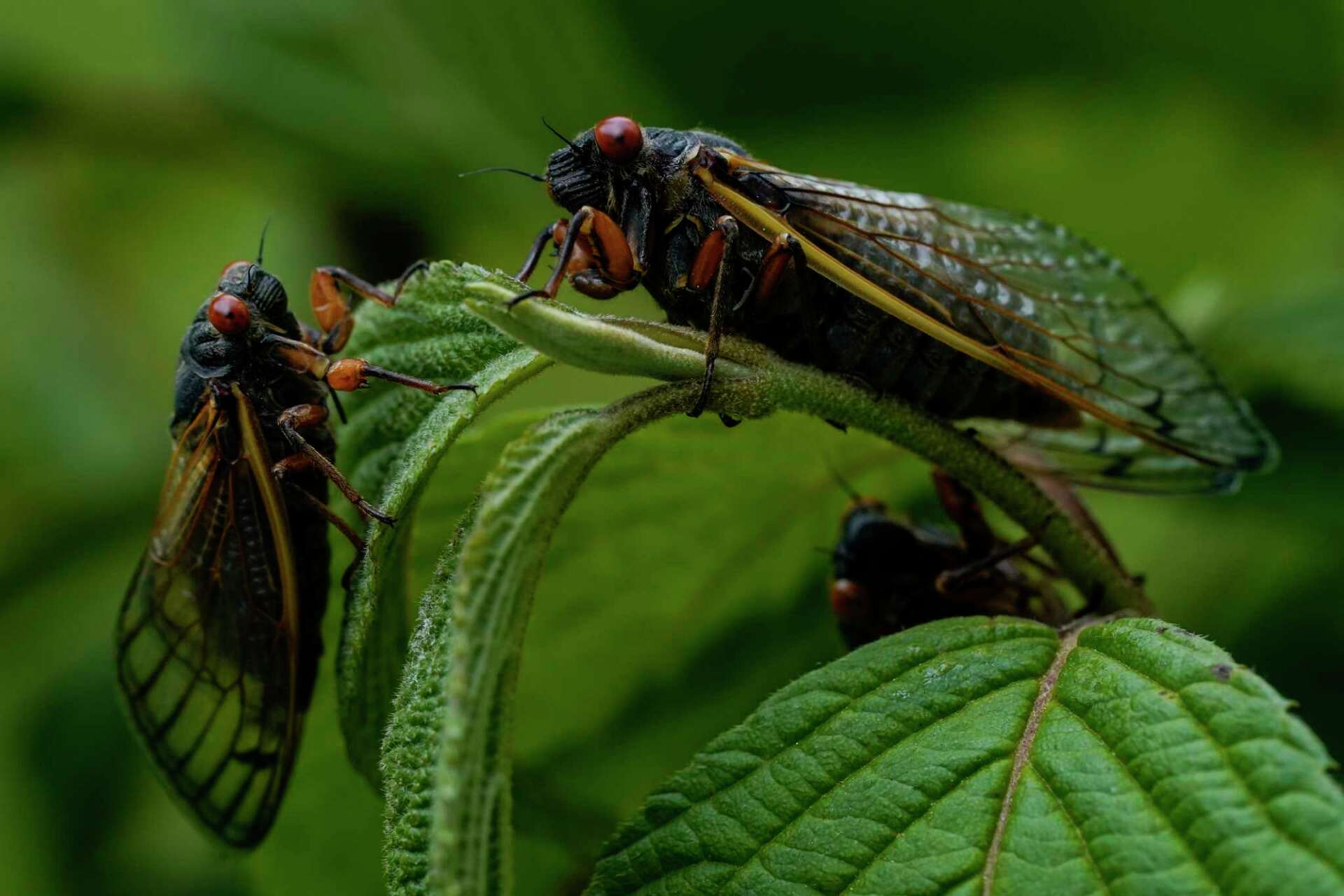 Houston area won't see cicadas from periodical broods