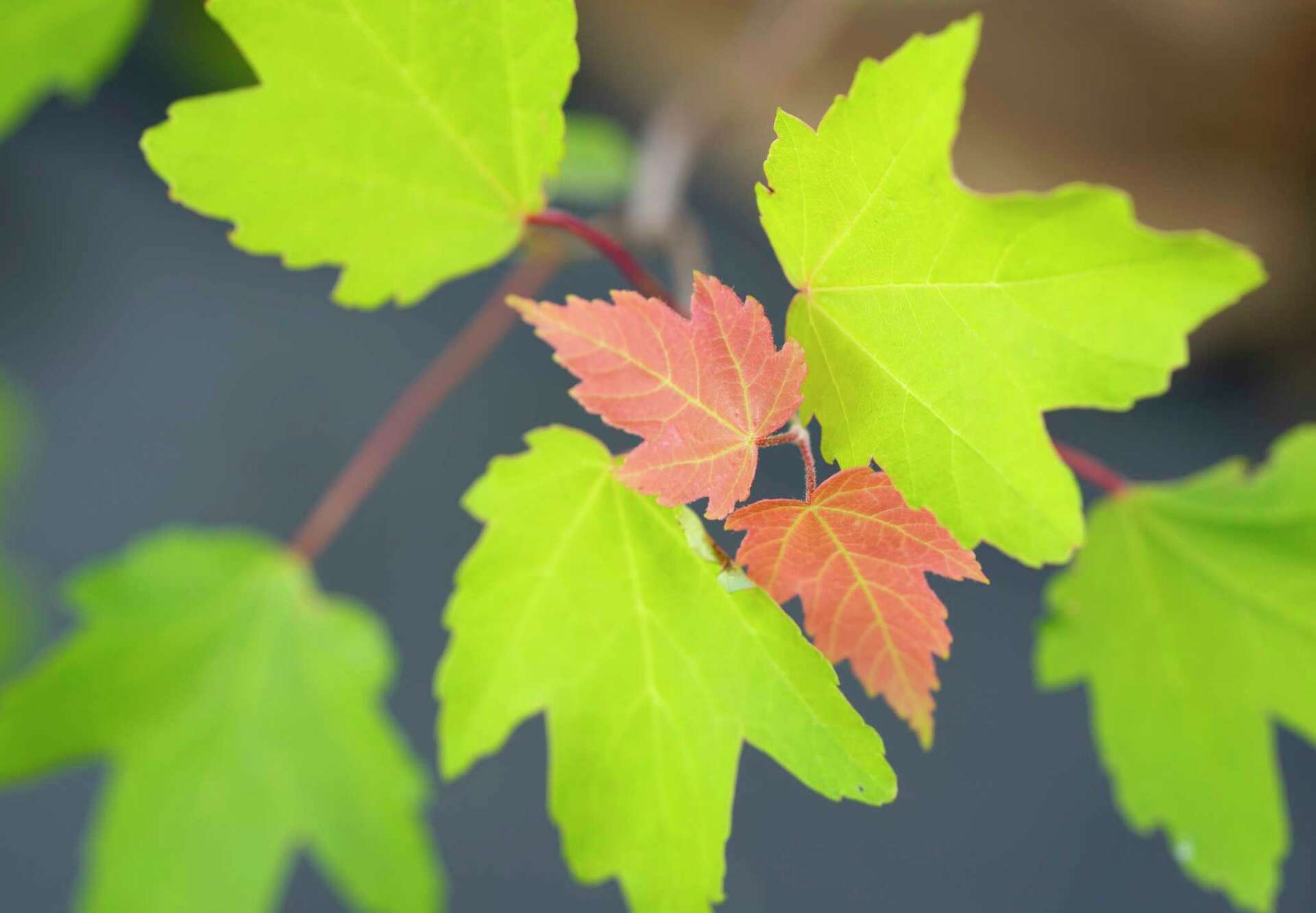 Best trees for Houston to replant after Beryl losses
