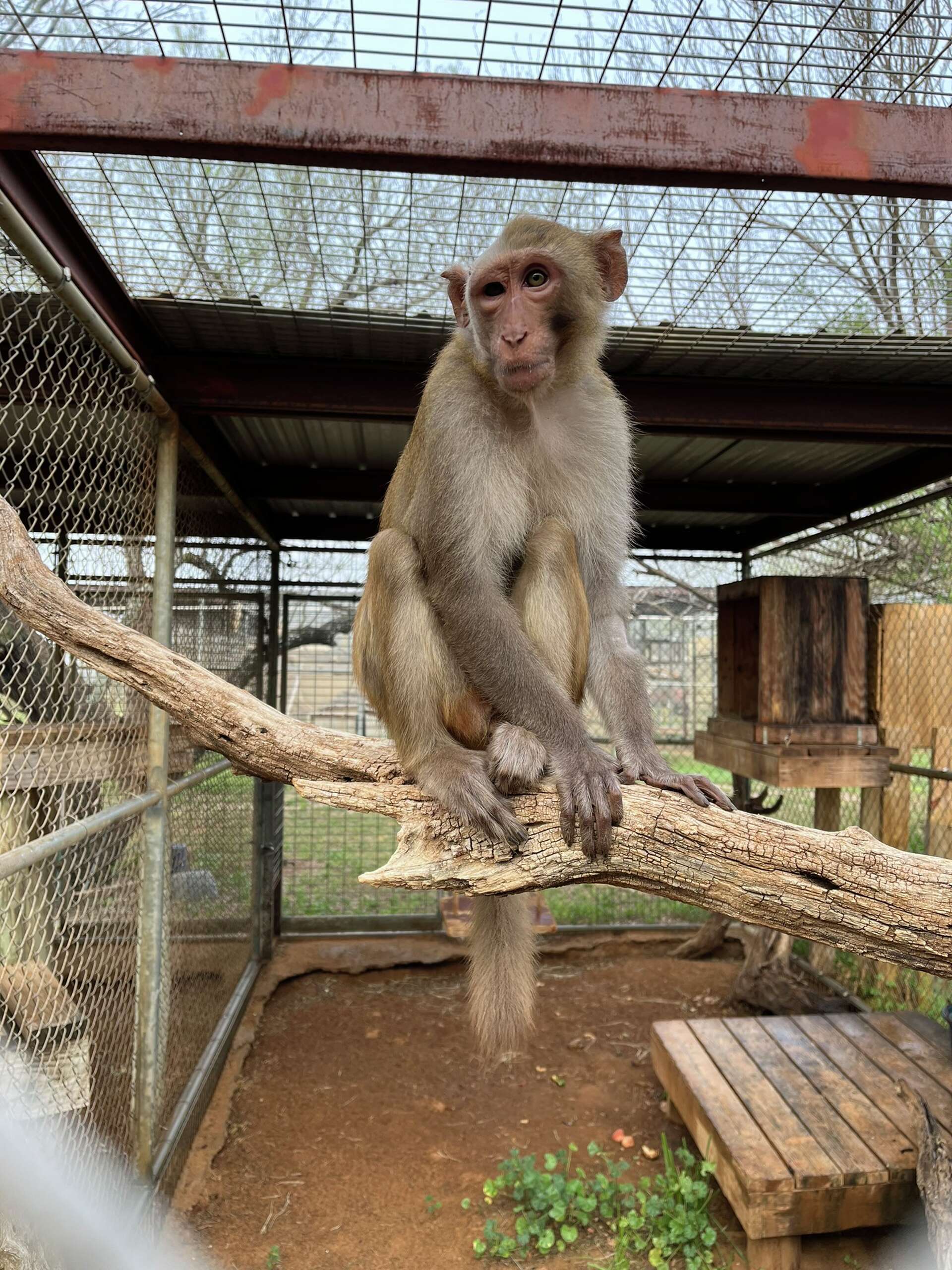 Monkey hit by car in Laredo shows cruelty of primate pet trade
