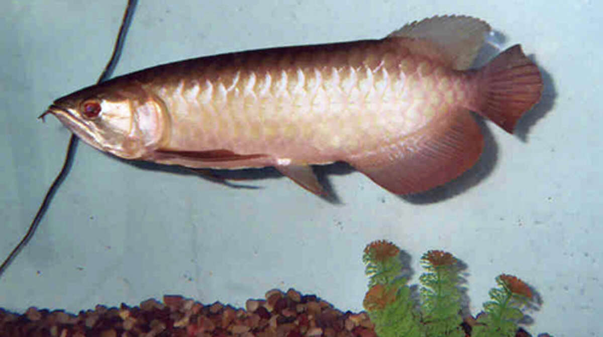 You name it, there's a phobia for it