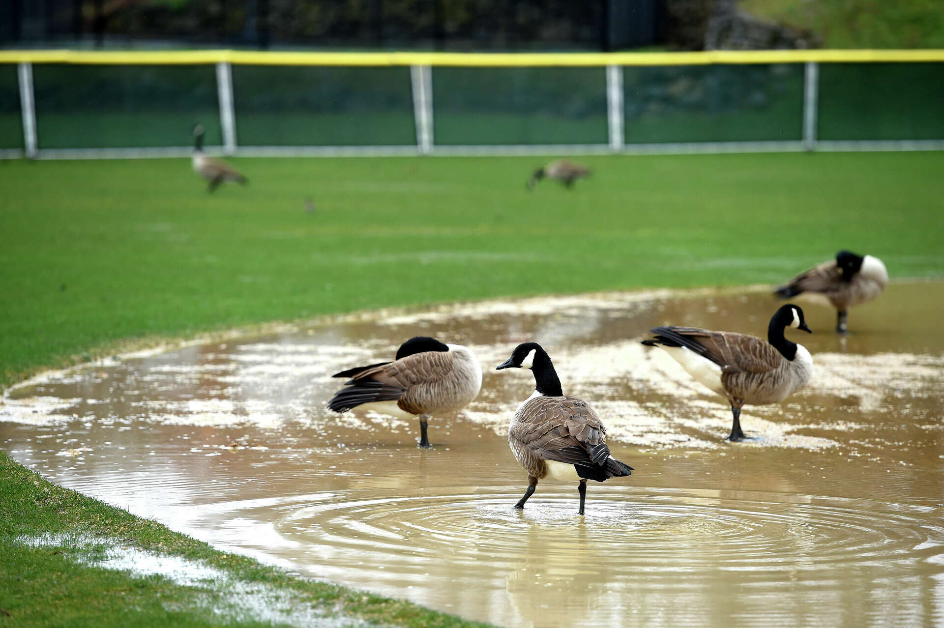Bristol to vote on plan to kill geese that are taking over city parks