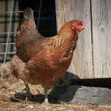 ‘We refuse to hide’: Sarah DePalma, transgender ‘firebrand,’ dead at 67