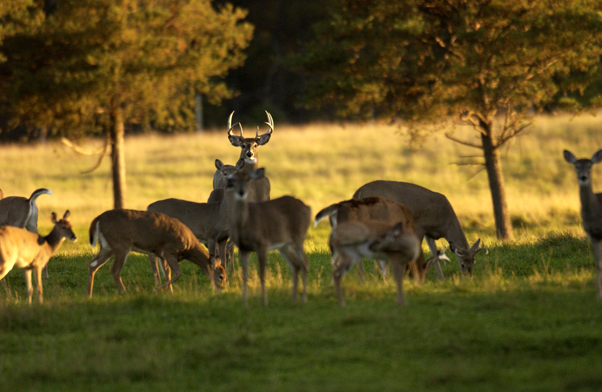 DNR confirms Michigan's worst deer disease outbreak in 12 years