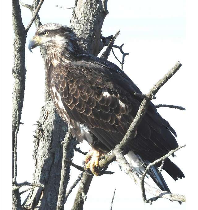 For well over 20 years, eagles have nested on Little Swamp Sanctuary