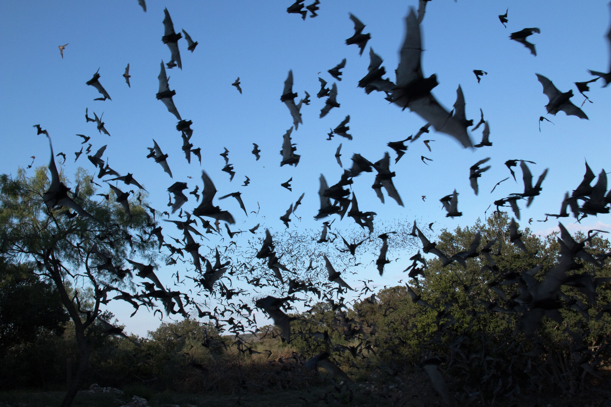 Will Texas bats suddenly take flight during the eclipse?