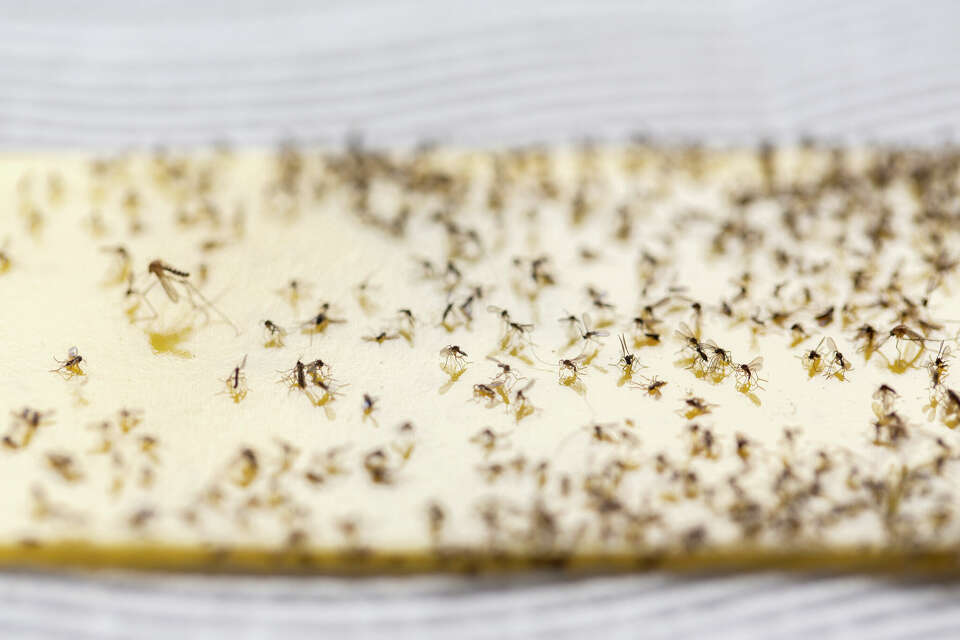 How to get rid of gnats swarming in Houston